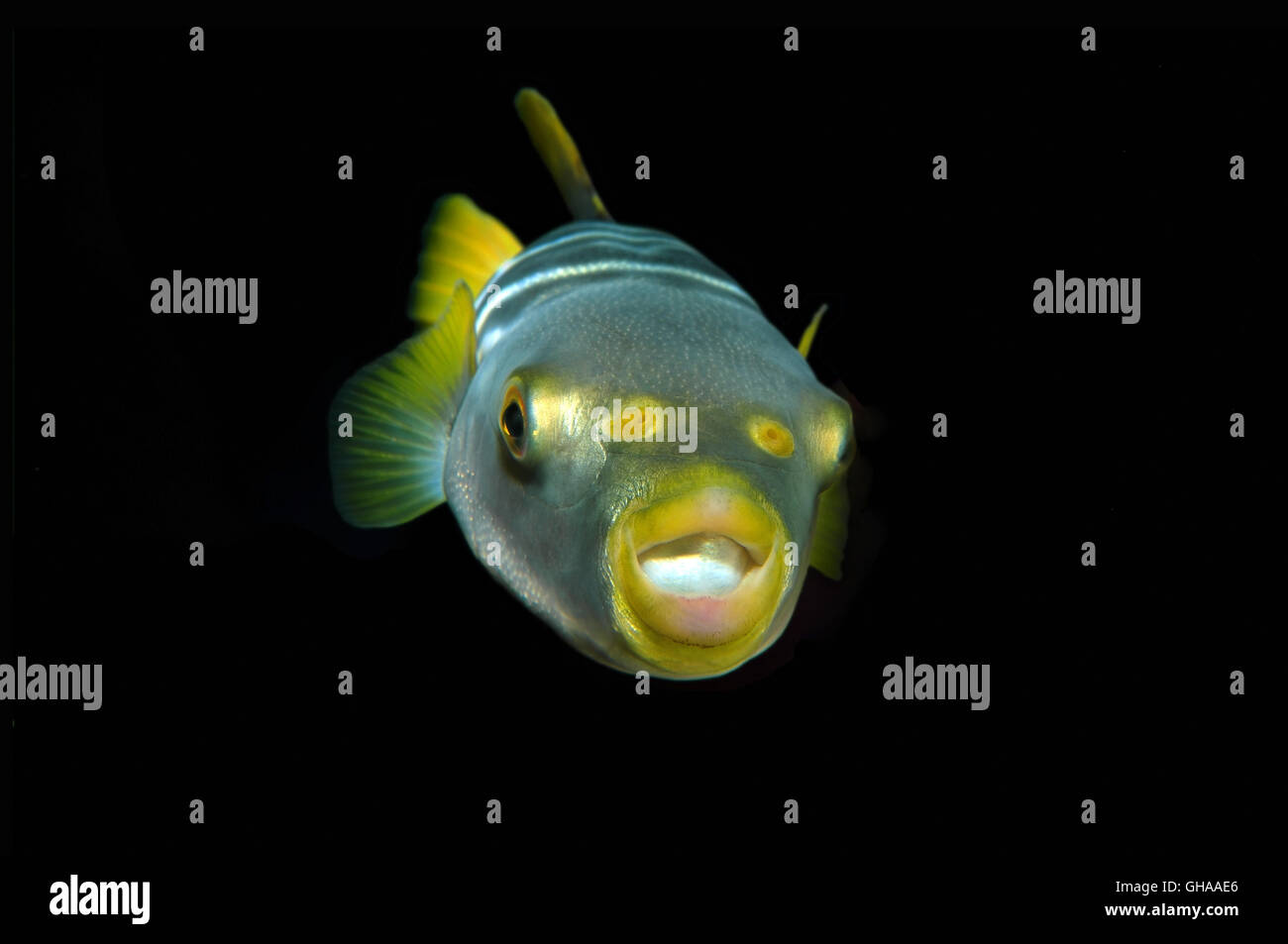 Yellowfin pufferfish hi-res stock photography and images - Alamy