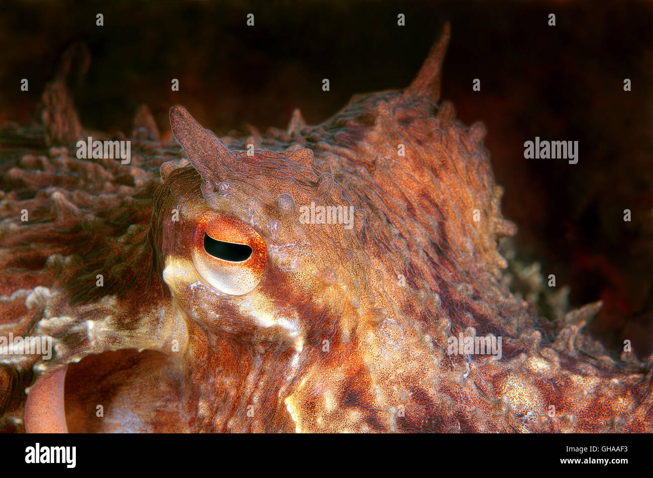 Giant pacific octopus eye hi-res stock photography and images - Alamy
