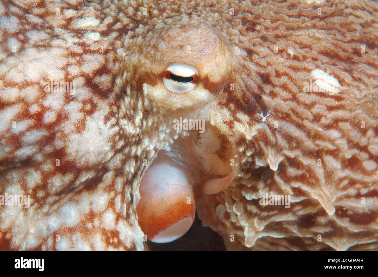 Giant pacific octopus eye hi-res stock photography and images - Alamy