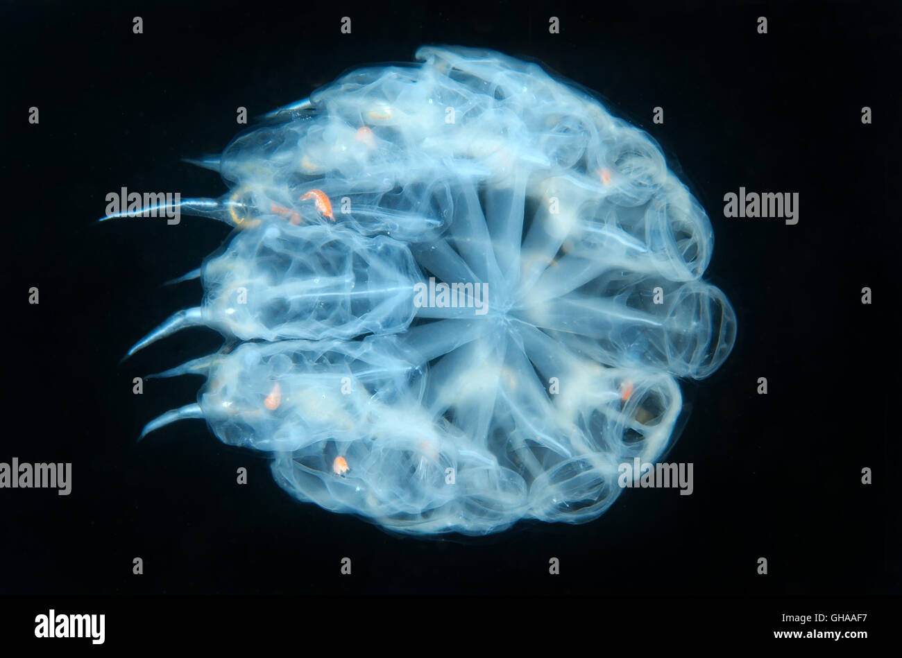 Aggregate salp (Cyclosalpa bakeri) Sea of Japan, Far East Stock Photo ...