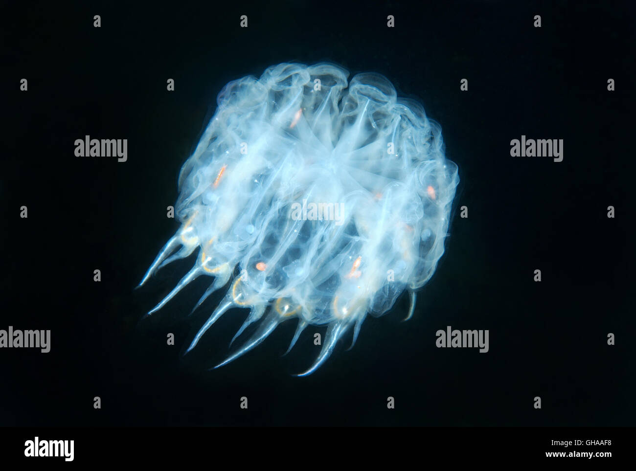 Salpida hi-res stock photography and images - Alamy