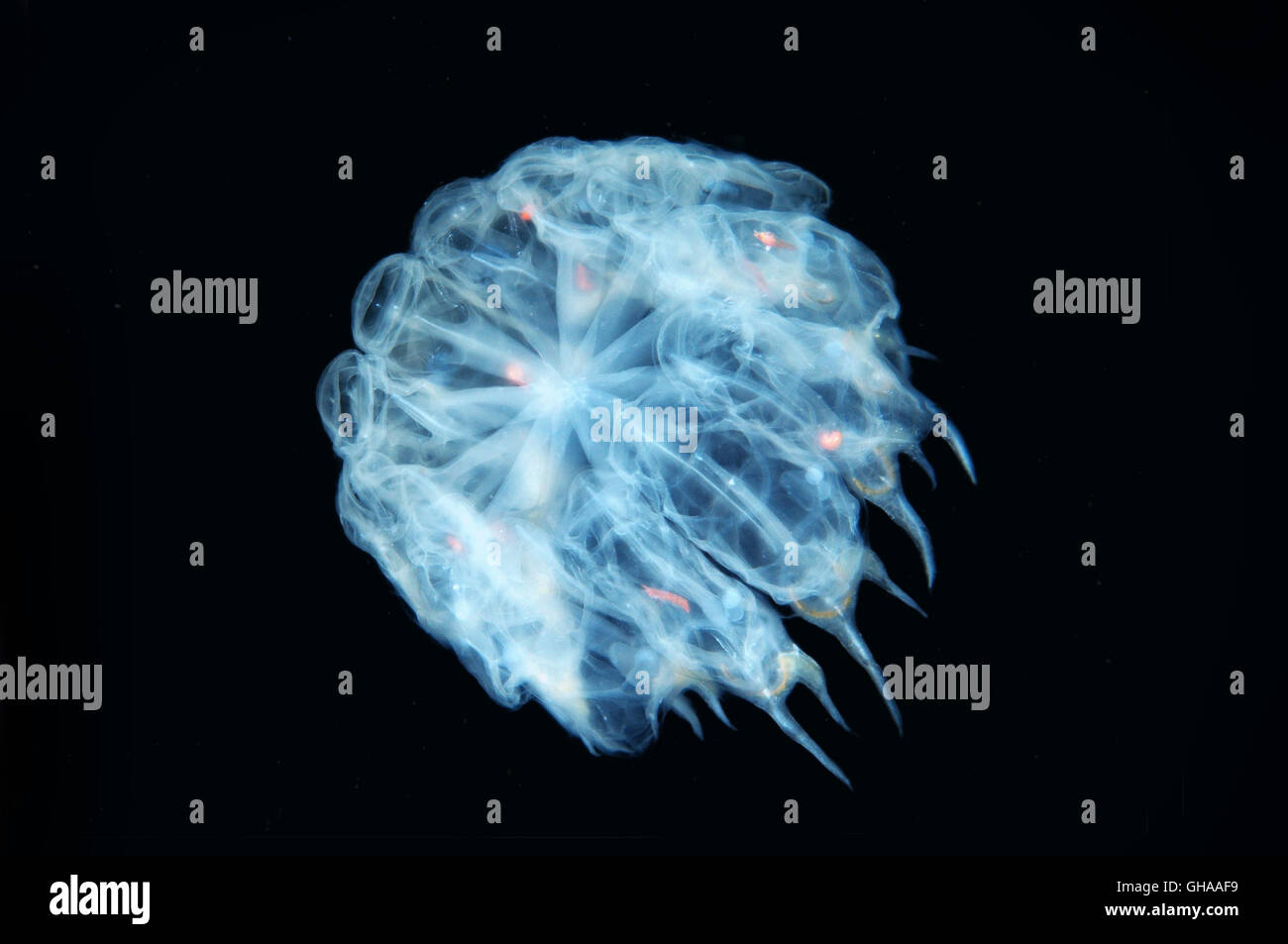 Salp hi-res stock photography and images - Alamy