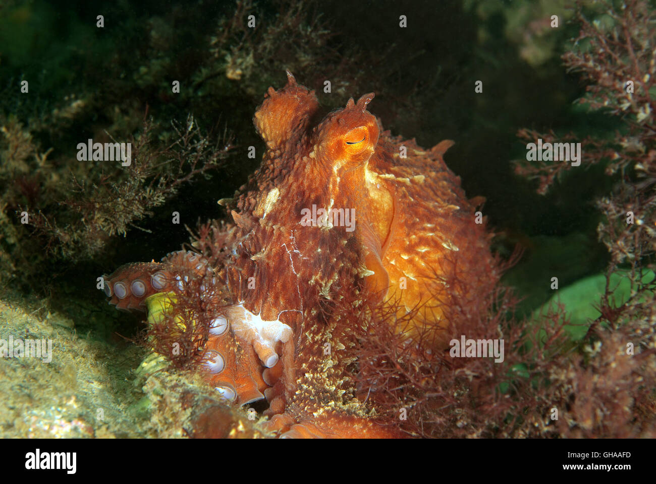 Giant pacific octopus eye hi-res stock photography and images - Alamy