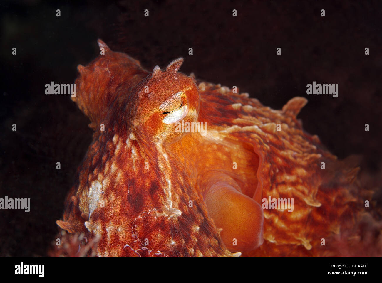 Giant pacific octopus eye hi-res stock photography and images - Alamy