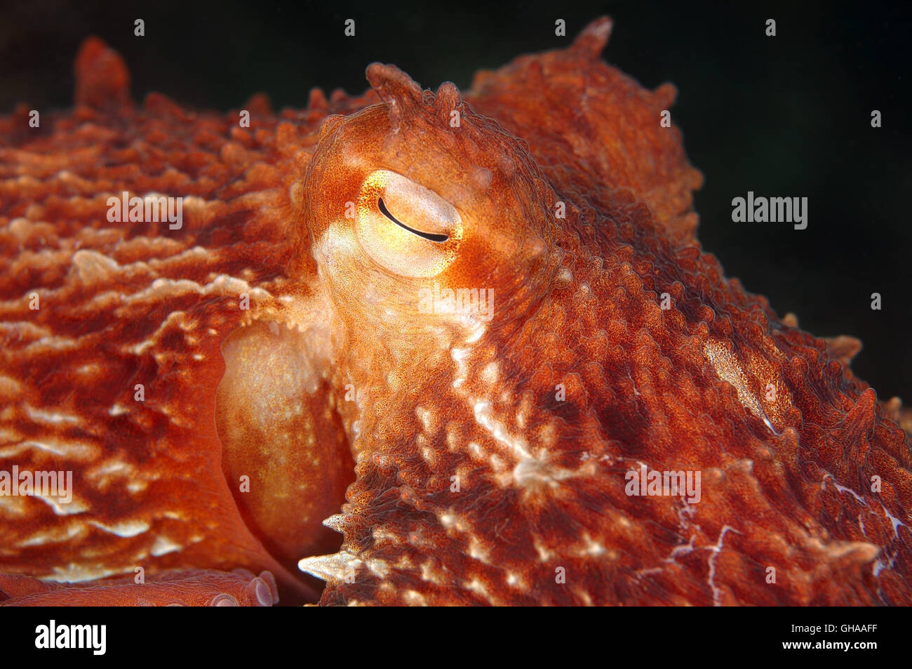 Potrait of Giant Pacific octopus or North Pacific giant octopus ...