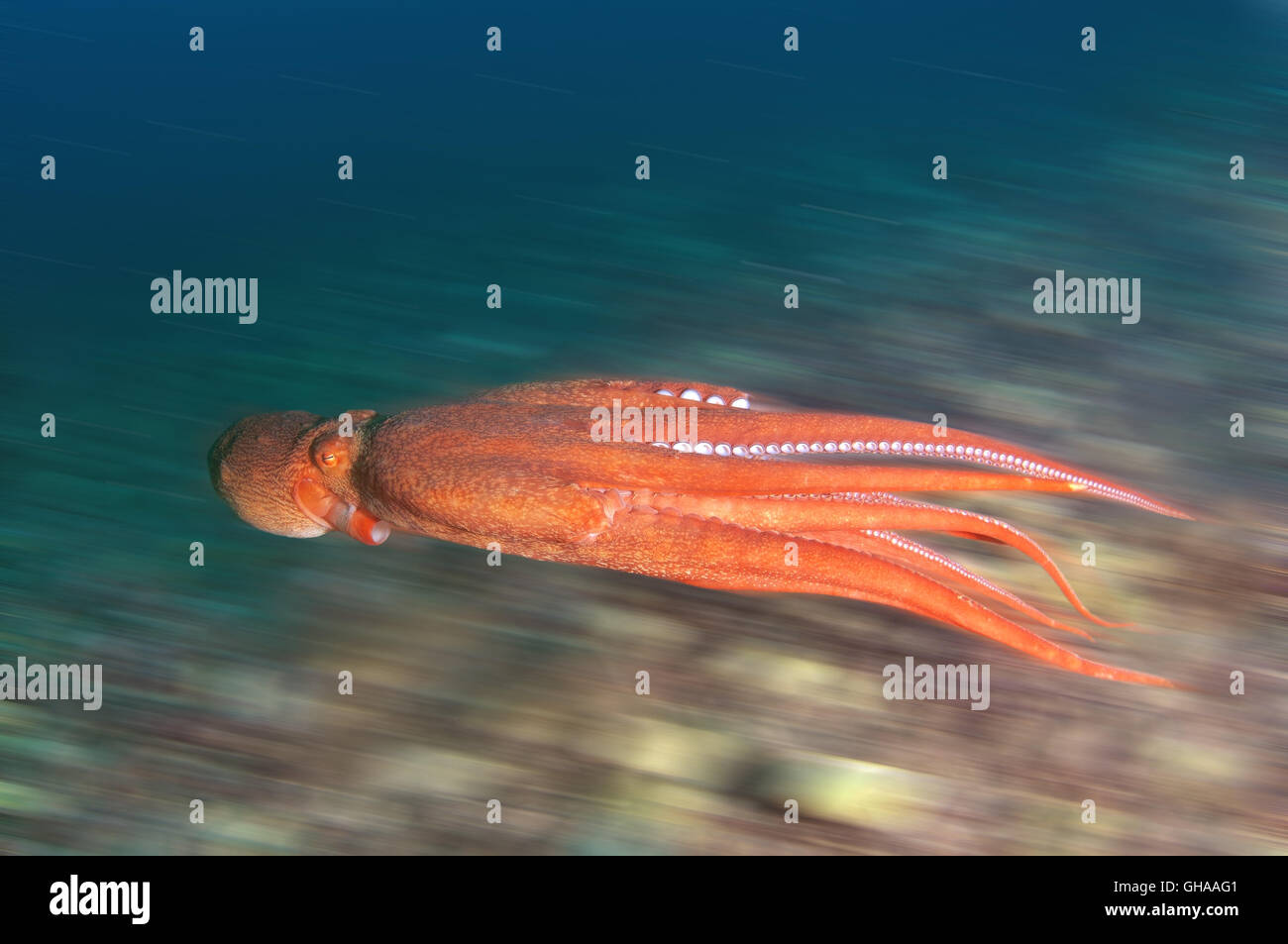 Giant Pacific octopus or North Pacific giant octopus (Enteroctopus ...