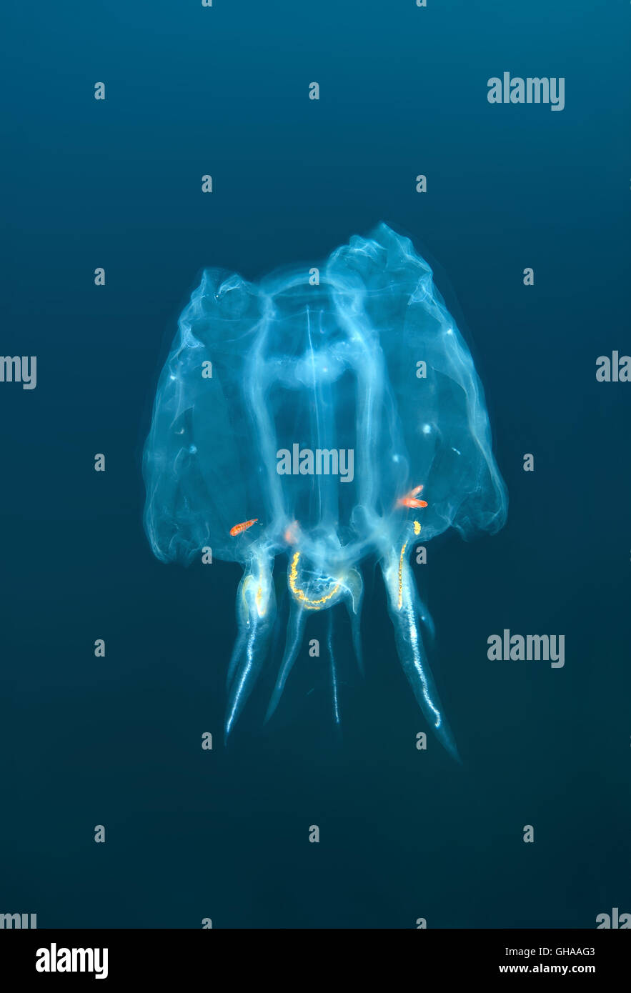 Aggregate salp (Cyclosalpa bakeri) Sea of Japan, Far East Stock Photo ...