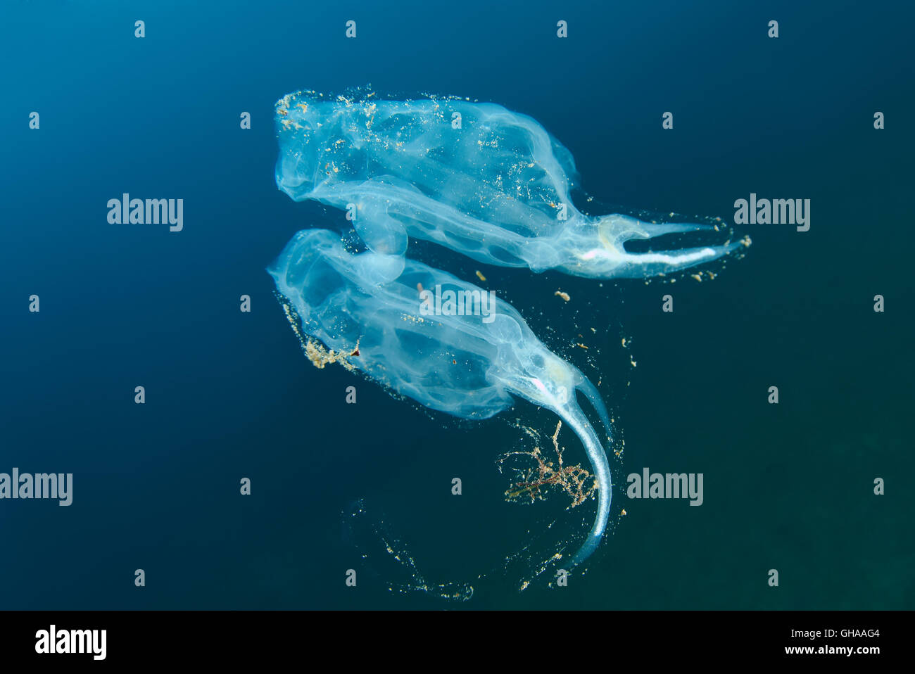 Salpida hi-res stock photography and images - Alamy