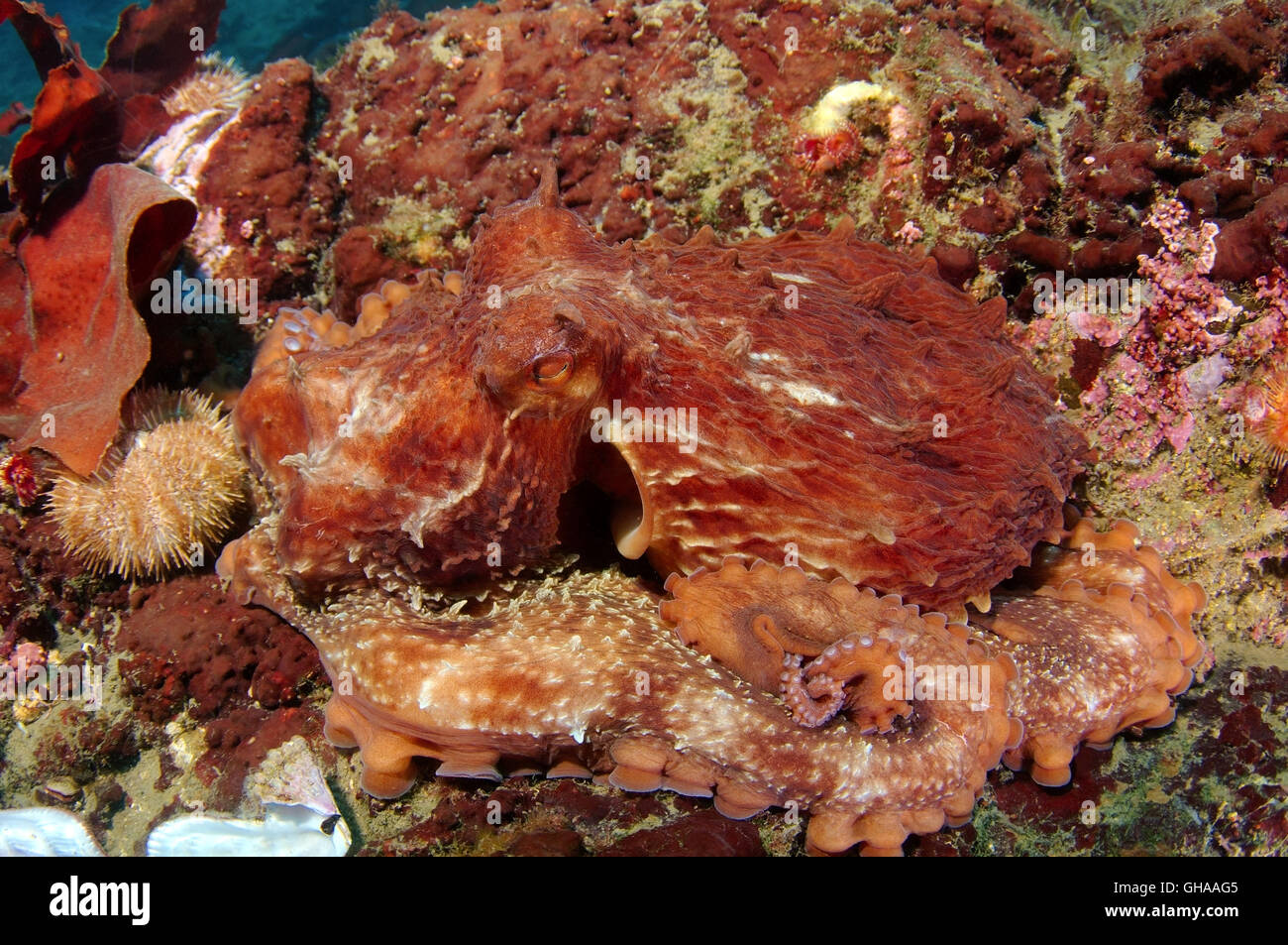 Giant Pacific octopus or North Pacific giant octopus (Enteroctopus ...