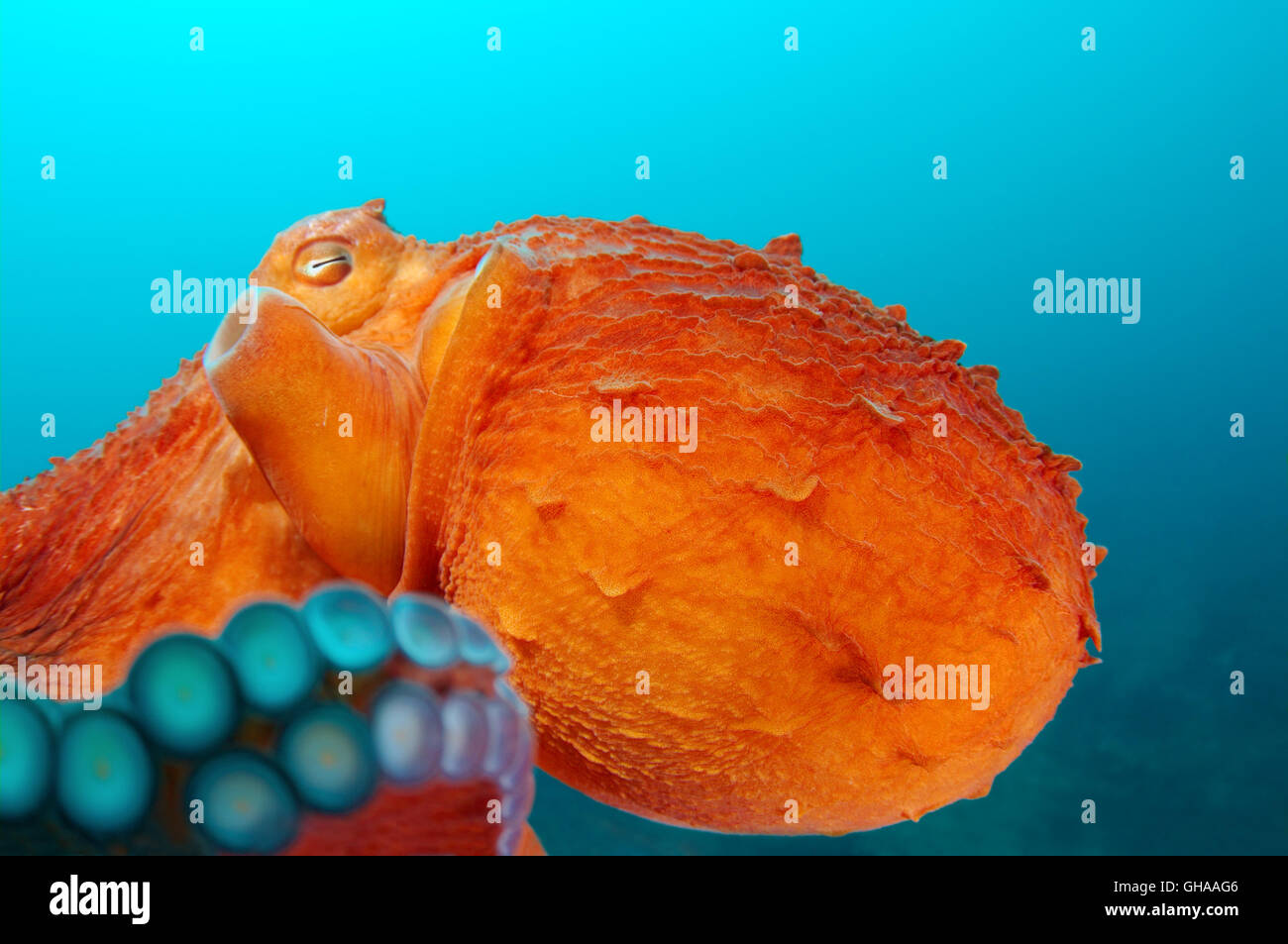 Potrait of Giant Pacific octopus or North Pacific giant octopus ...