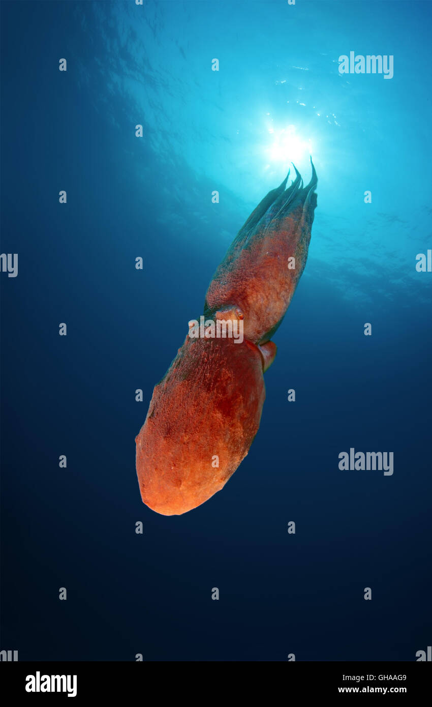 Giant Pacific octopus or North Pacific giant octopus (Enteroctopus ...