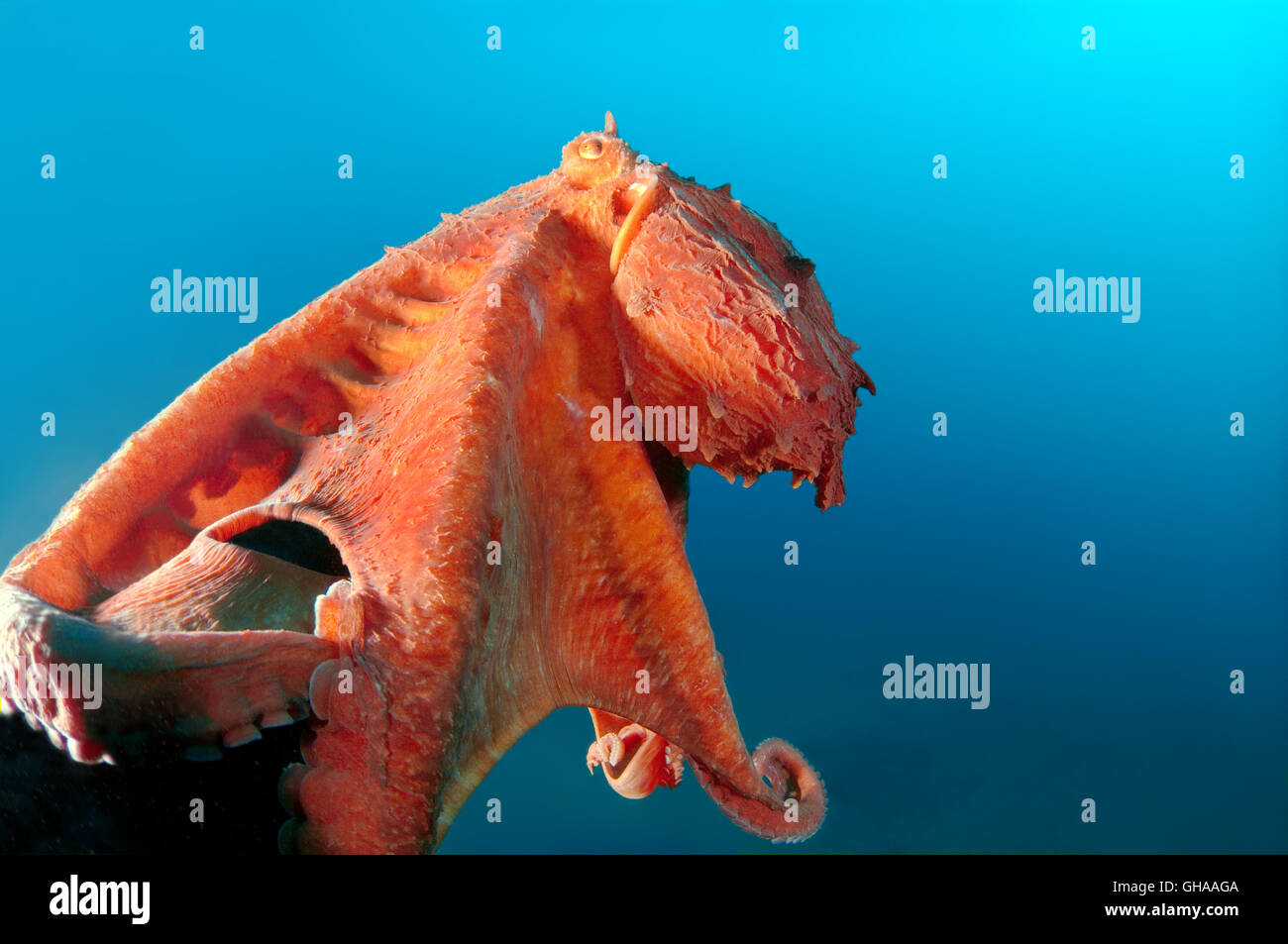 Giant Pacific octopus or North Pacific giant octopus (Enteroctopus ...