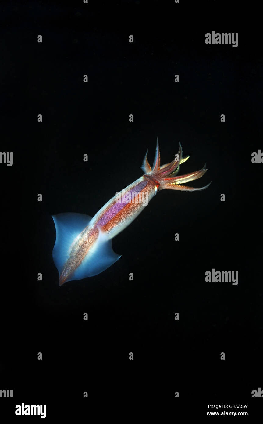 Squid ocean night hi-res stock photography and images - Alamy