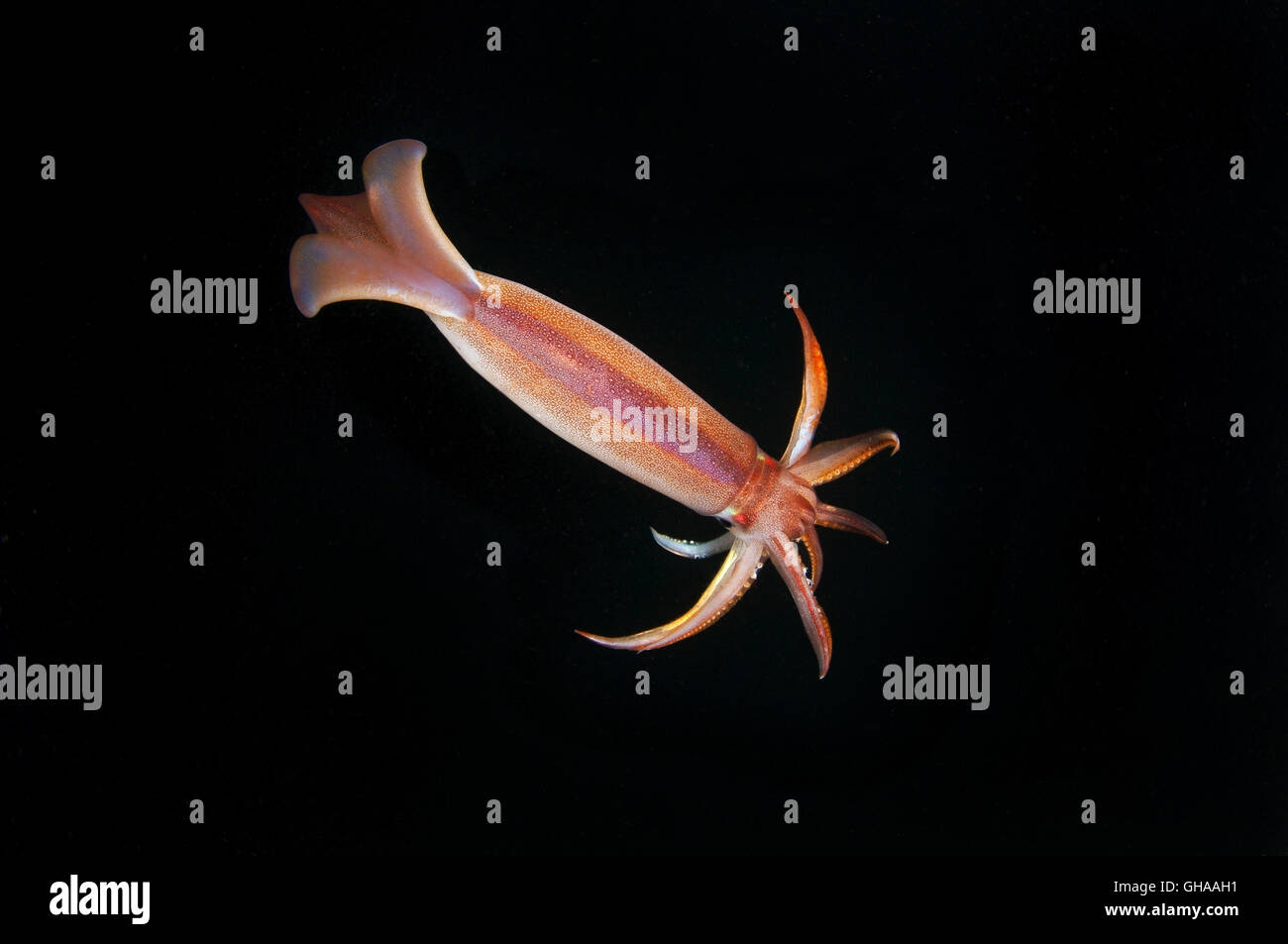 Japanese Flying Squid