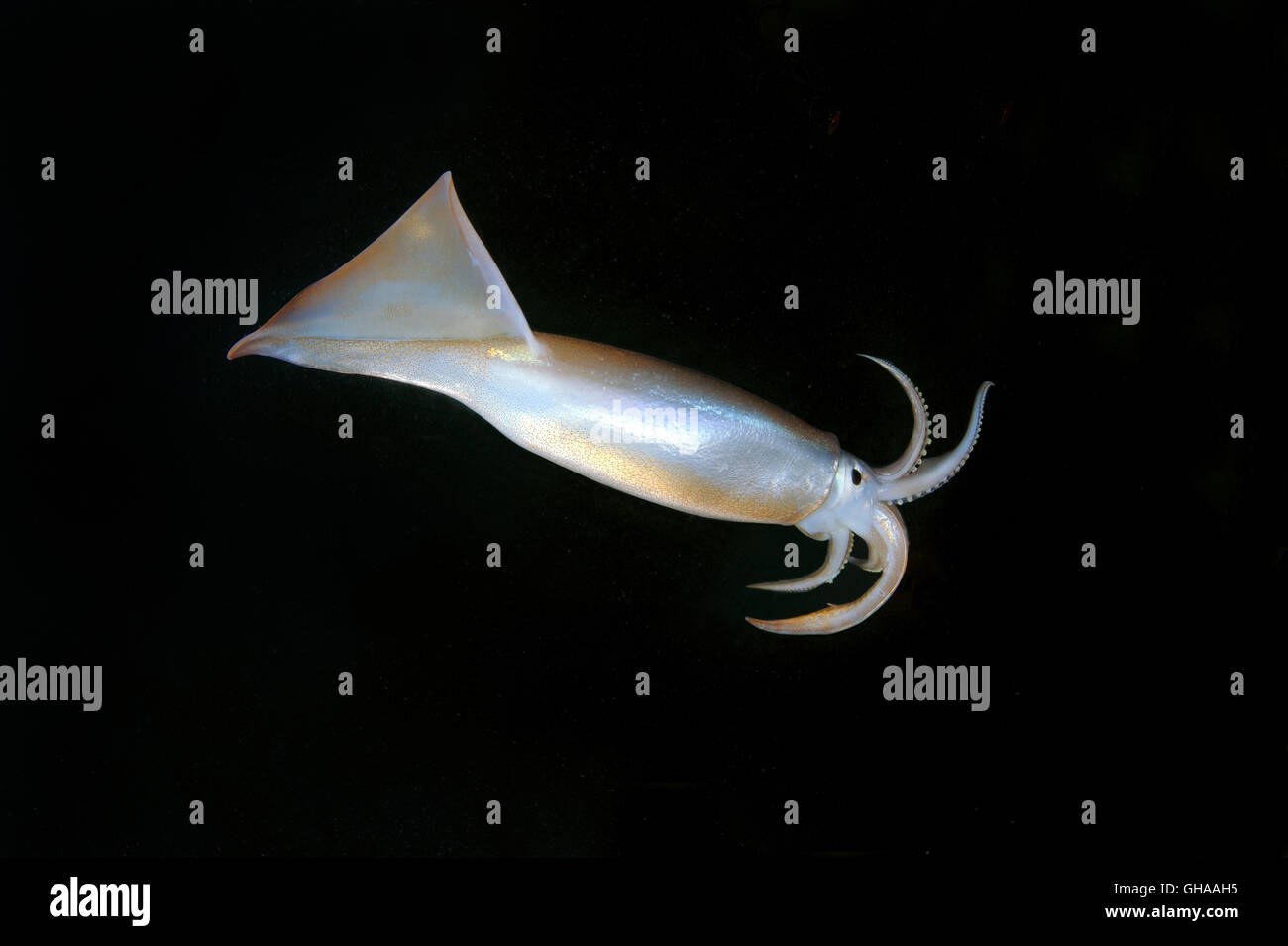 Squid ocean night hi-res stock photography and images - Alamy