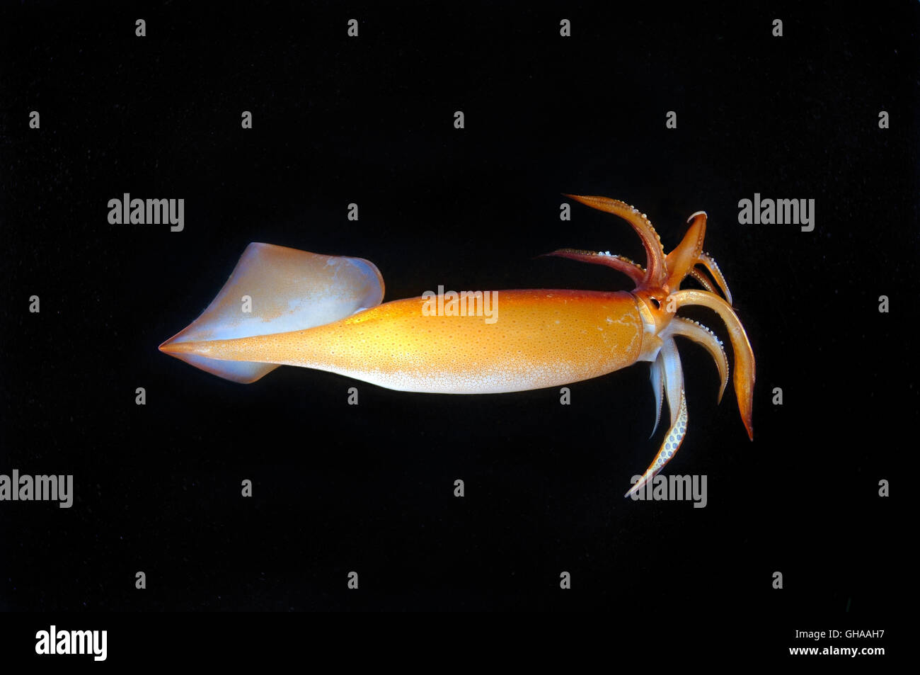 Japanese flying squid, Japanese common squid or Pacific flying squid ...