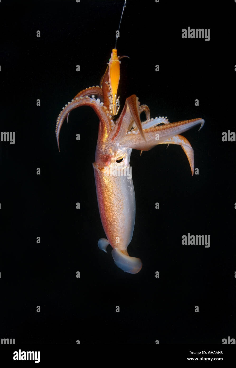 Japanese flying squid on night squid fishing. Japanese common squid or ...