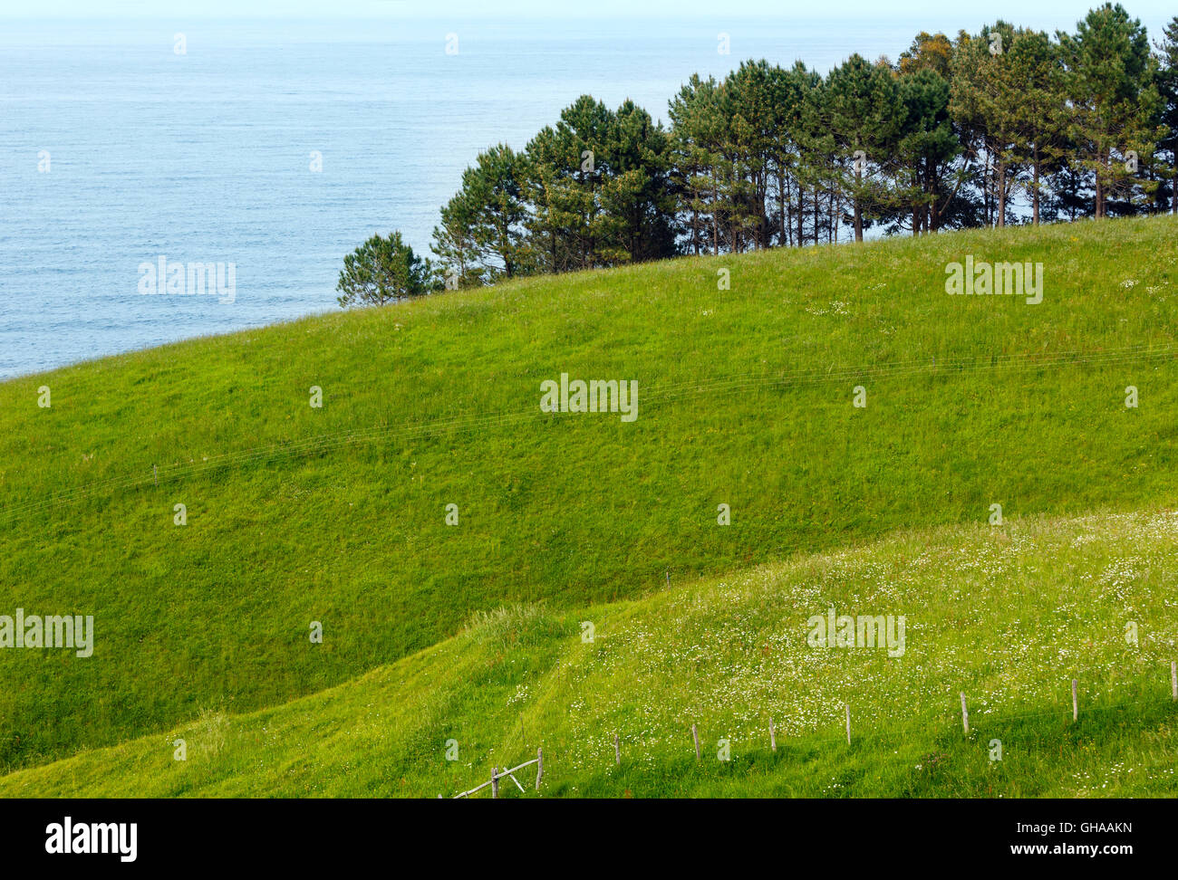 Pine trees on summer coast on sea background Stock Photo - Alamy