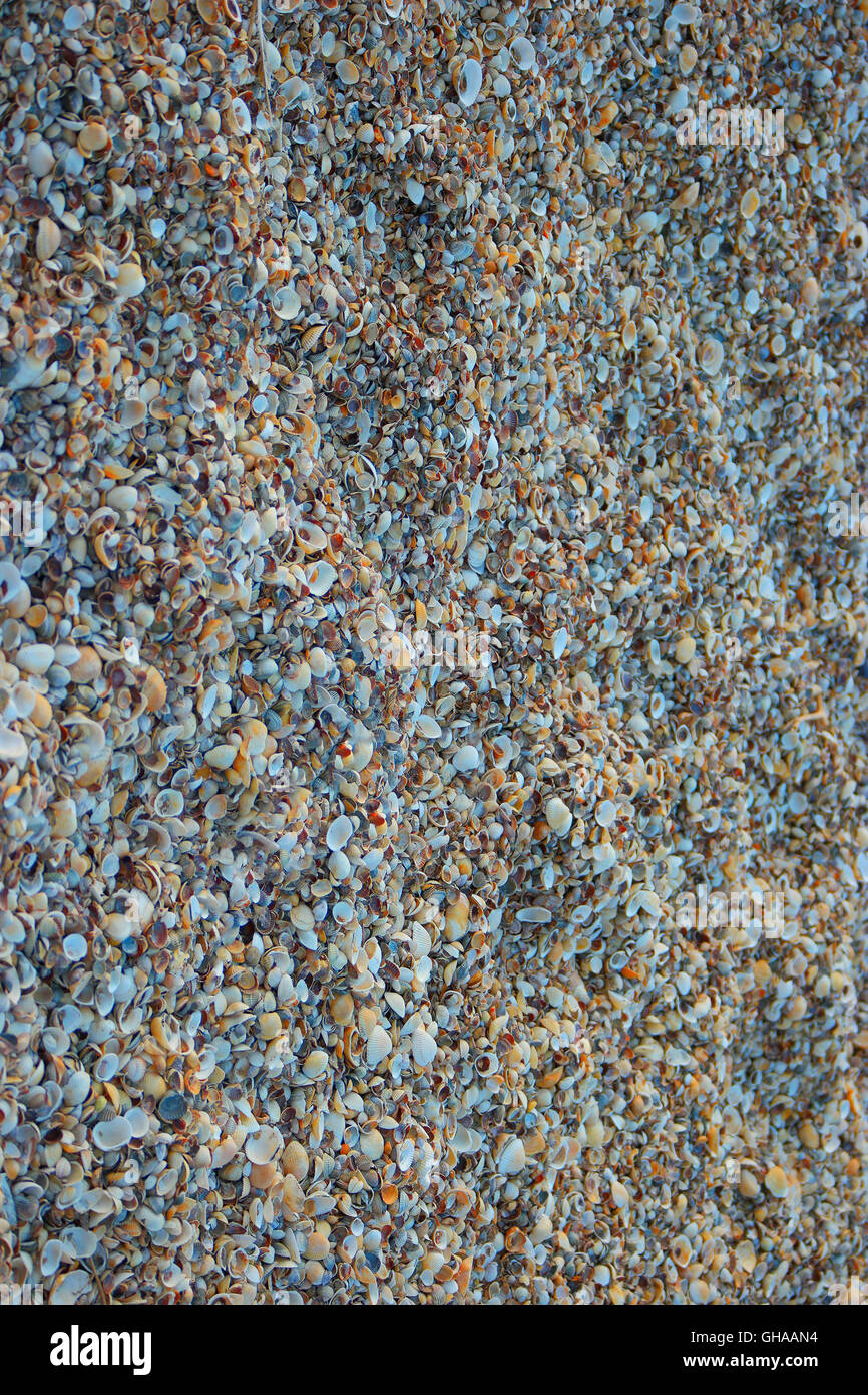 Shells on the beach background. Seashells in chips covering coast Stock ...