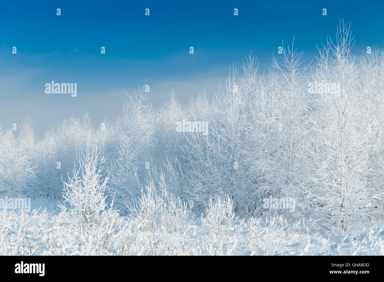 The snowy forest in January Stock Photo - Alamy