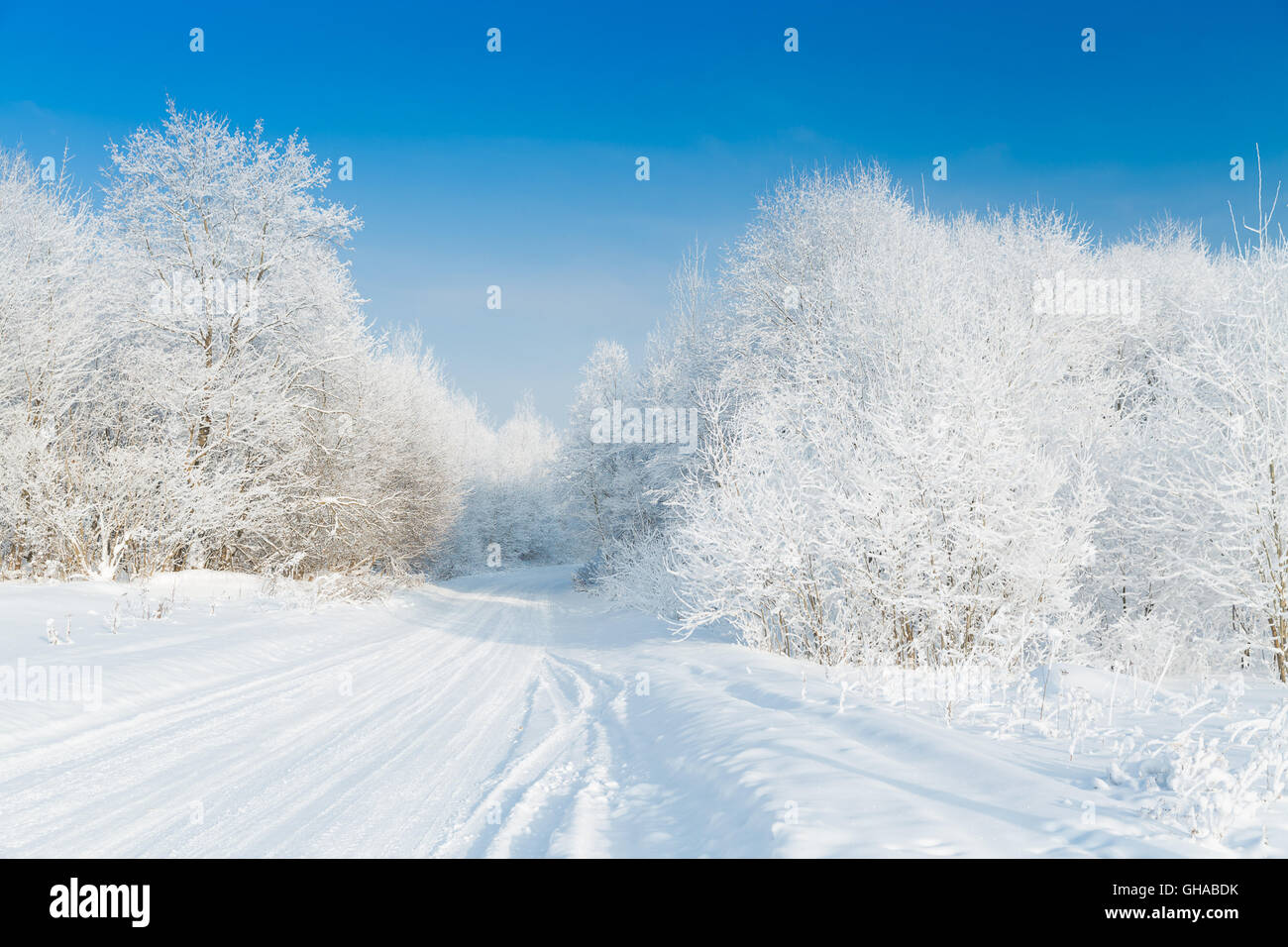 The snowy forest in January Stock Photo - Alamy
