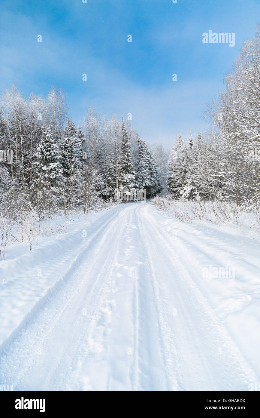 The snowy forest in January Stock Photo - Alamy