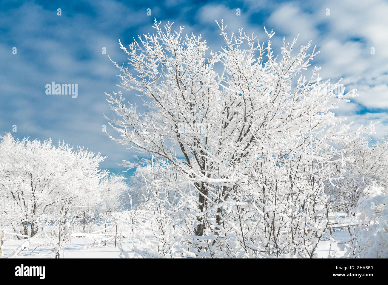 The snowy trees in January Stock Photo - Alamy