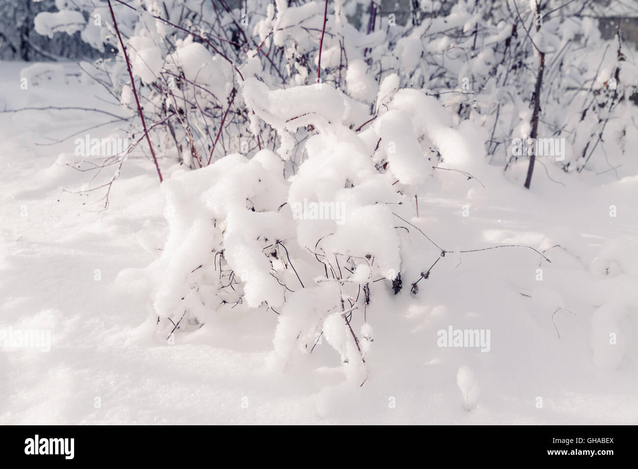 The snowy trees in January Stock Photo - Alamy
