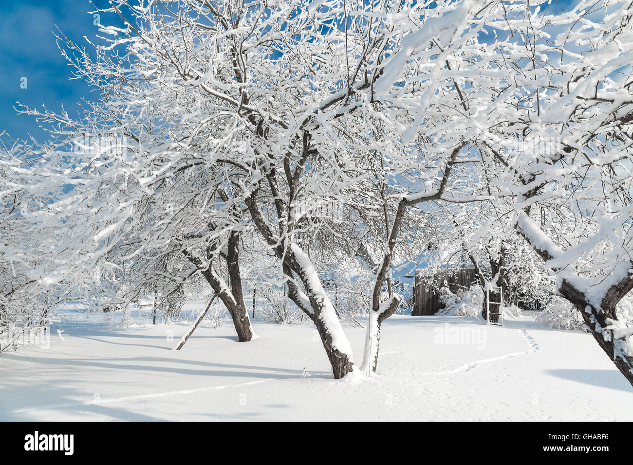 The snowy trees in January Stock Photo - Alamy