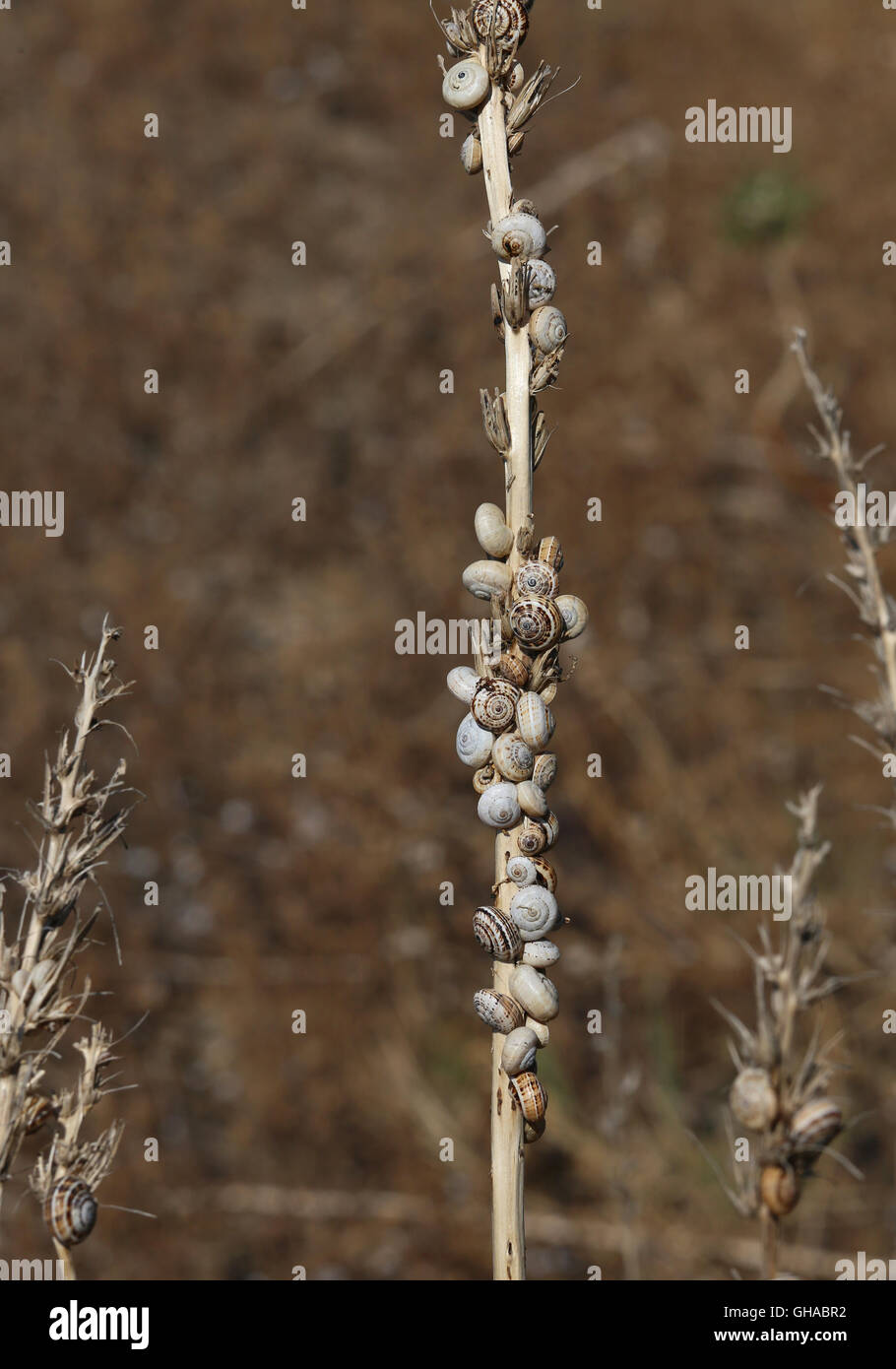 many small snails clinging to the dried plant Stock Photo - Alamy