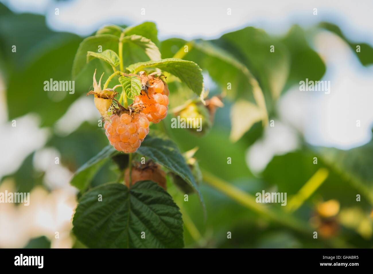 Yellow raspberry on the bush in the garden Stock Photo - Alamy
