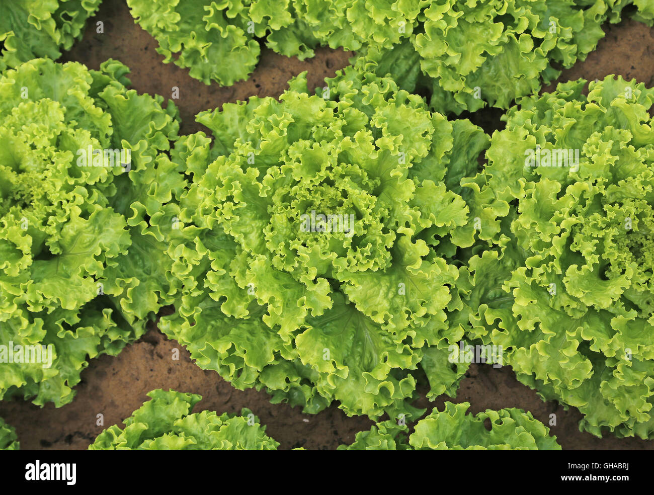 background of lush leaves of lettuce in the field of farmer in summer ...
