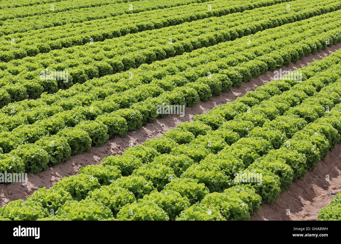 huge field of green lettuce grown in summer Stock Photo - Alamy