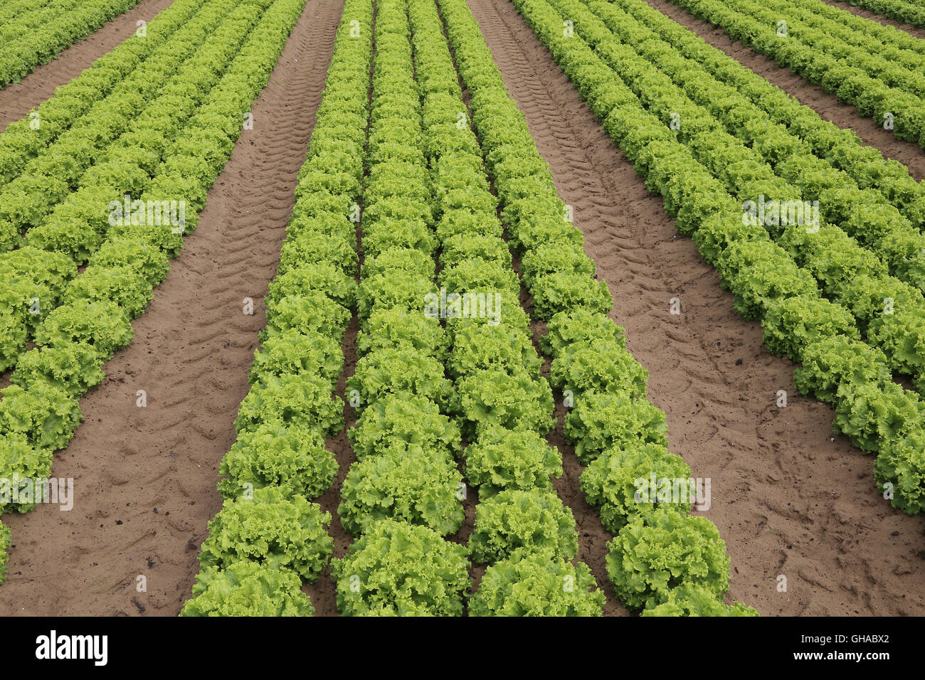 huge field of green lettuce grown on soil with sand in summer Stock ...