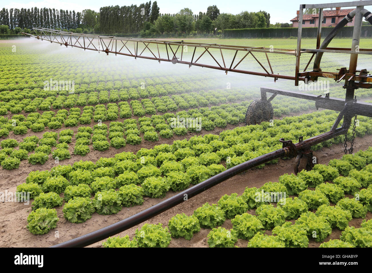 automatic irrigation system of a cultivated field of green lettuce in ...