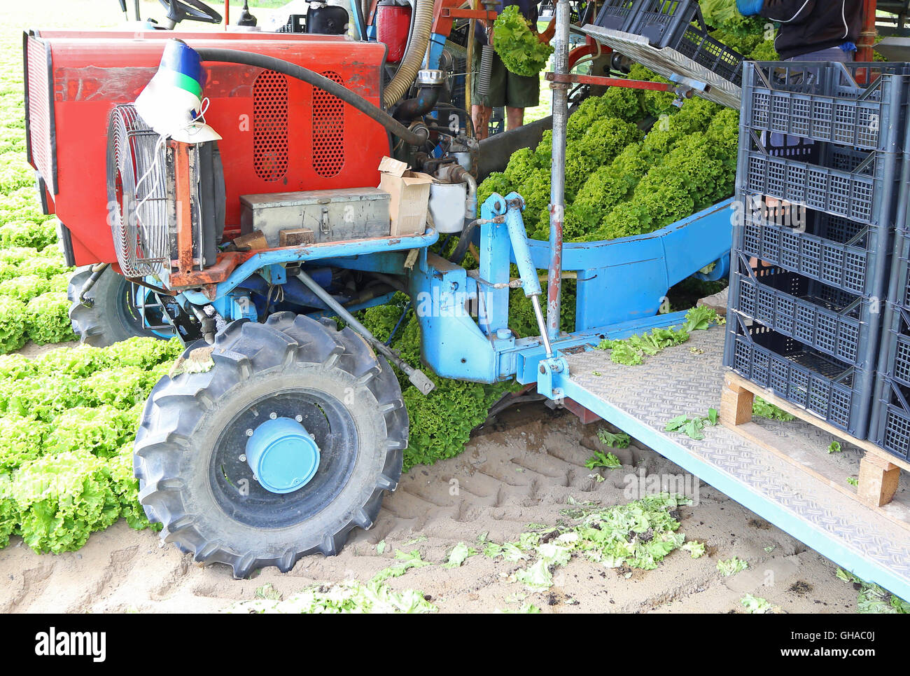 tractor equipped with apparatus for intensive collection of lettuce in ...