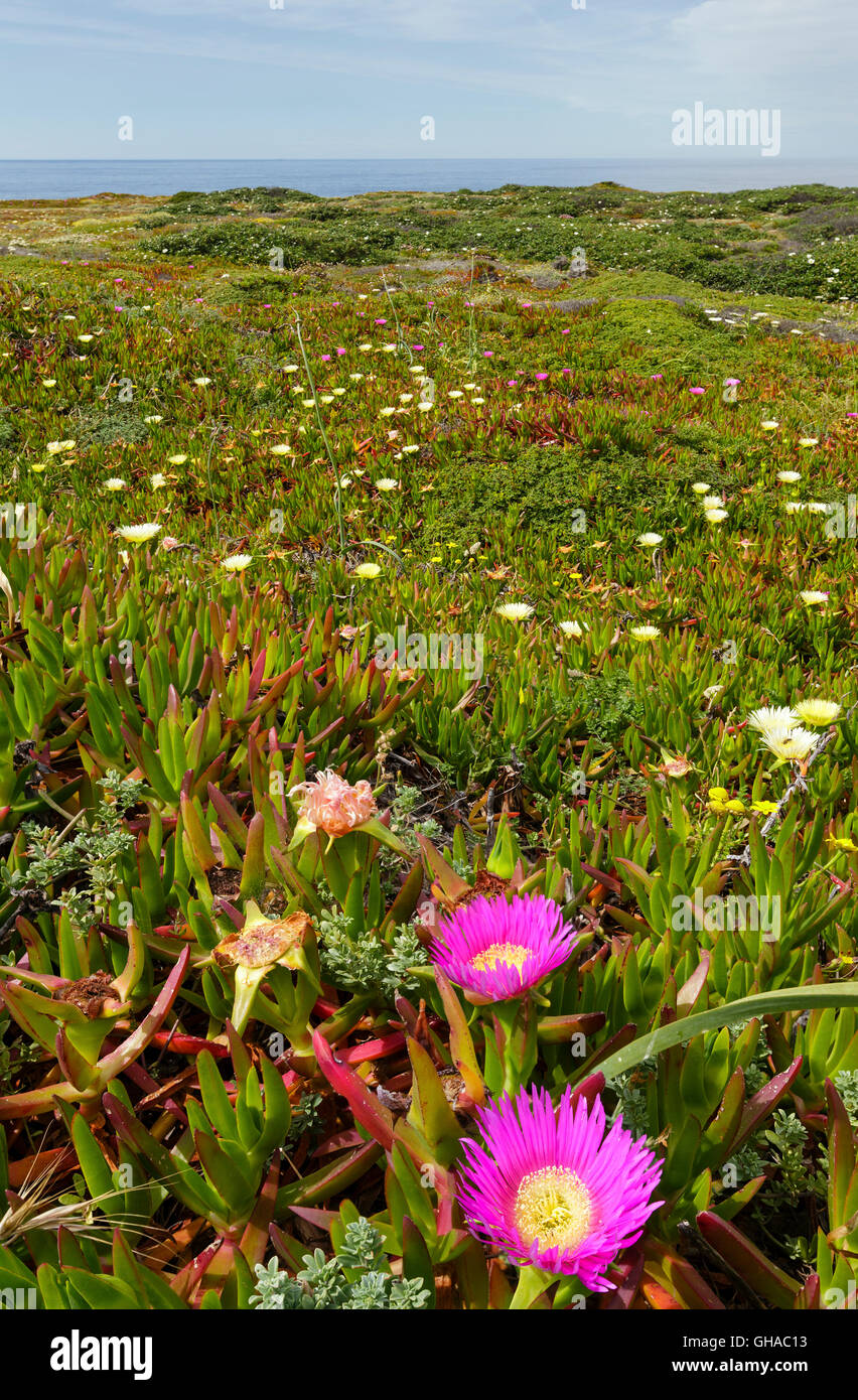 White pigface hi-res stock photography and images - Alamy