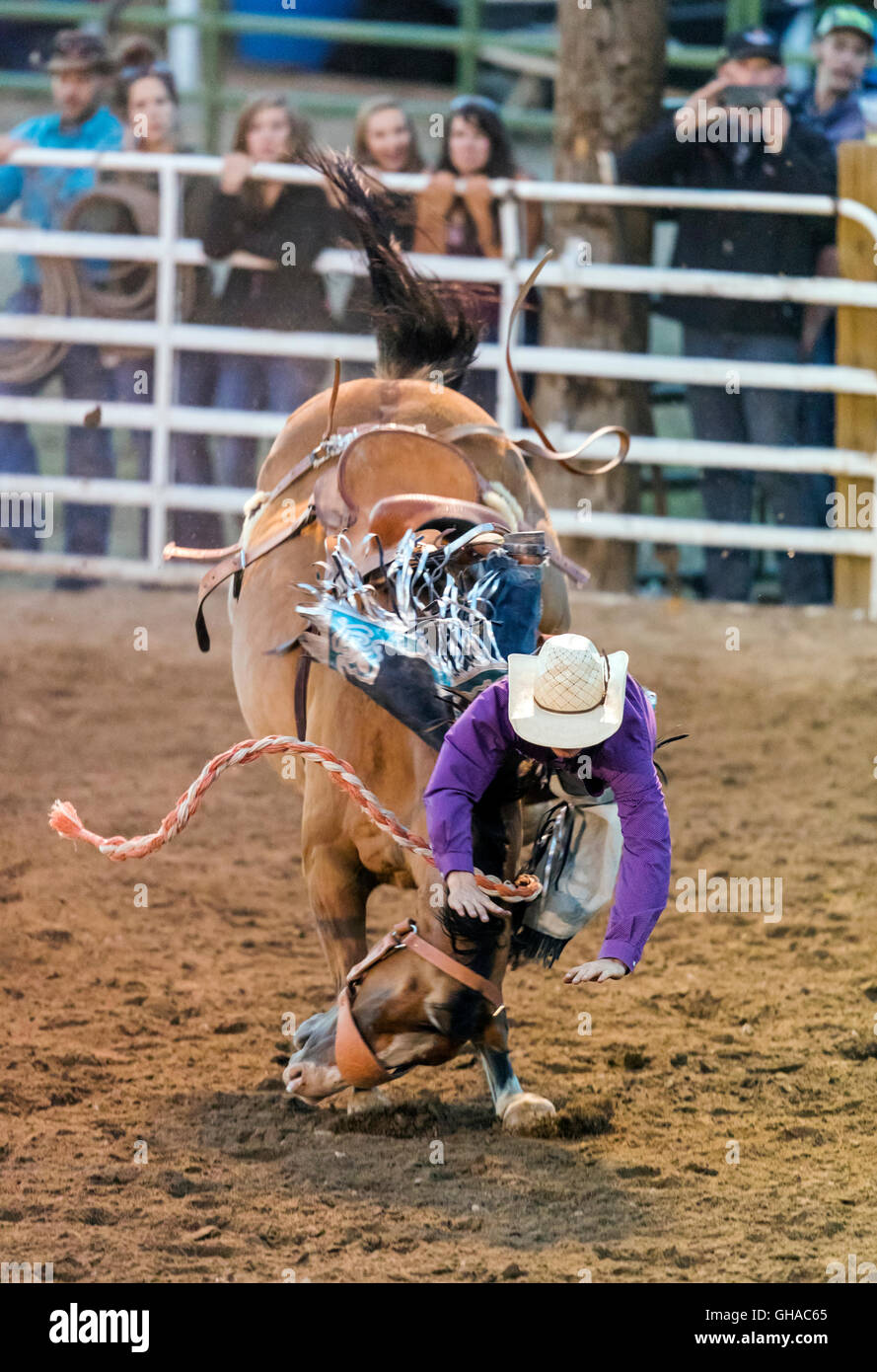 Rodeo cowboy riding a bucking horse, saddle bronc competition, Chaffee ...