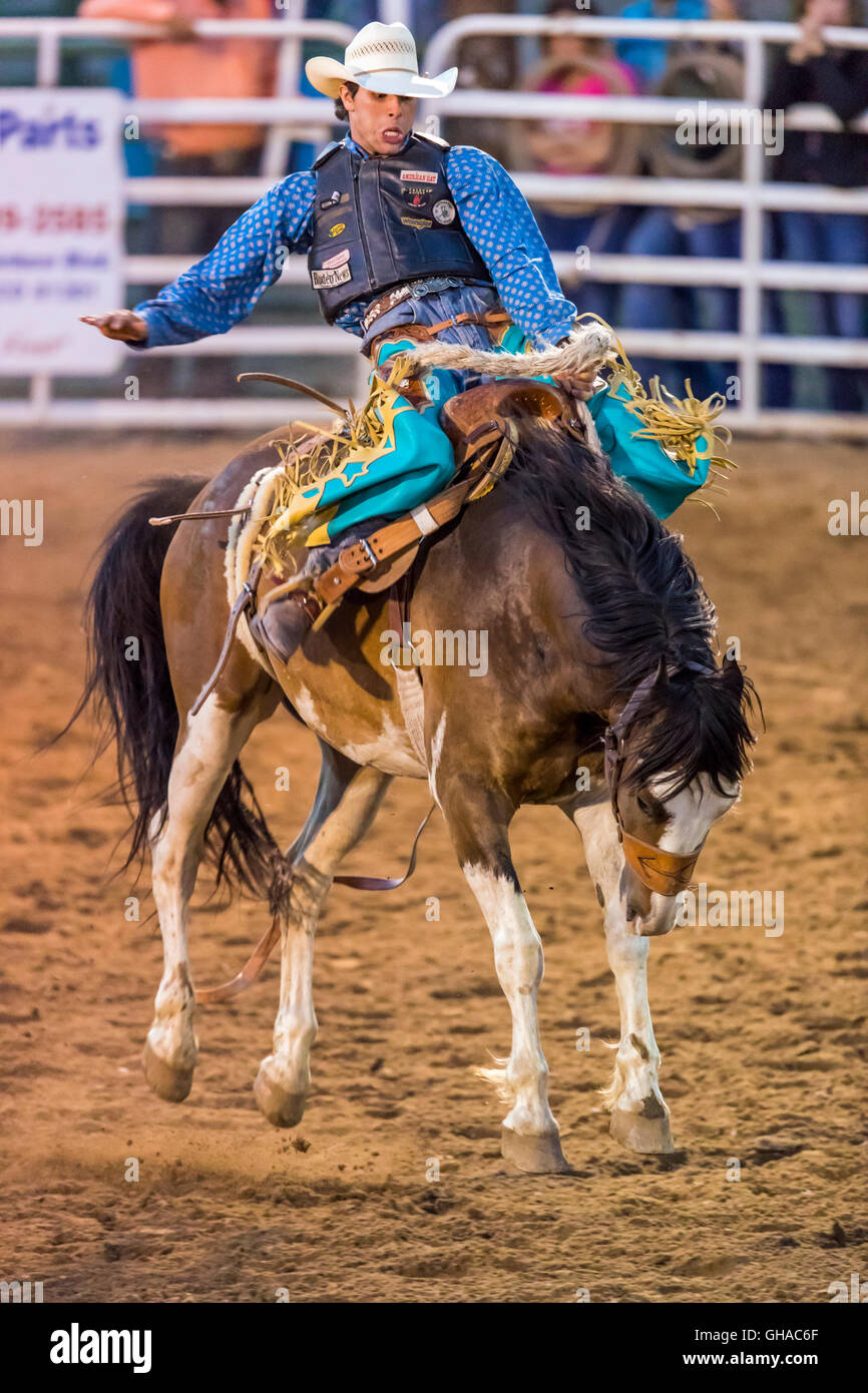 Rodeo cowboy riding a bucking horse, saddle bronc competition, Chaffee ...