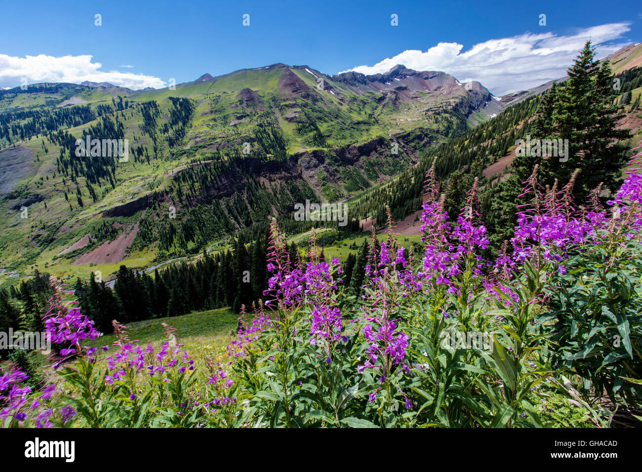 Fireweed Epilobium angustifolium Chamerion angustifolium view west from ...