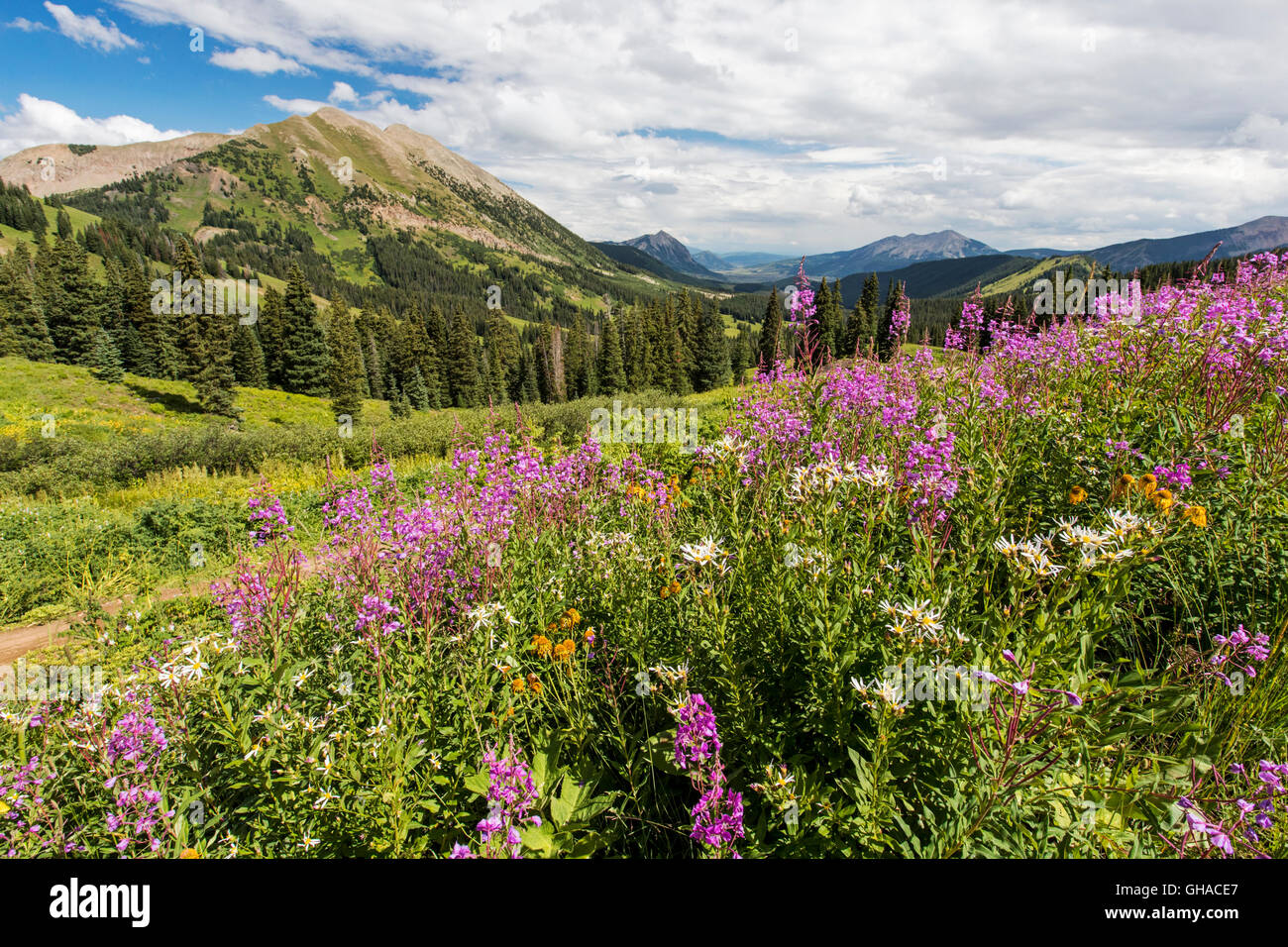 Fireweed; Epilobium angustifolium; Chamerion angustifolium; view south ...
