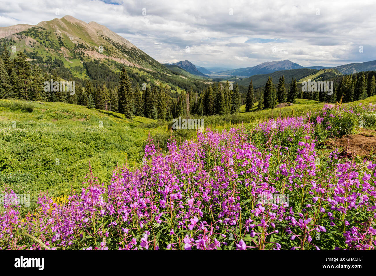 Fireweed; Epilobium angustifolium; Chamerion angustifolium; view south ...