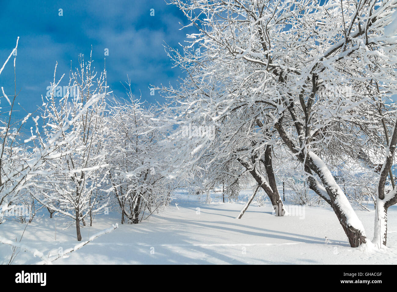 The snowy trees in January Stock Photo - Alamy