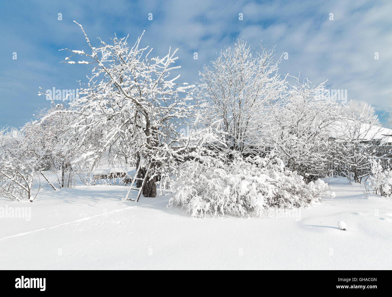 The snowy trees in January Stock Photo - Alamy