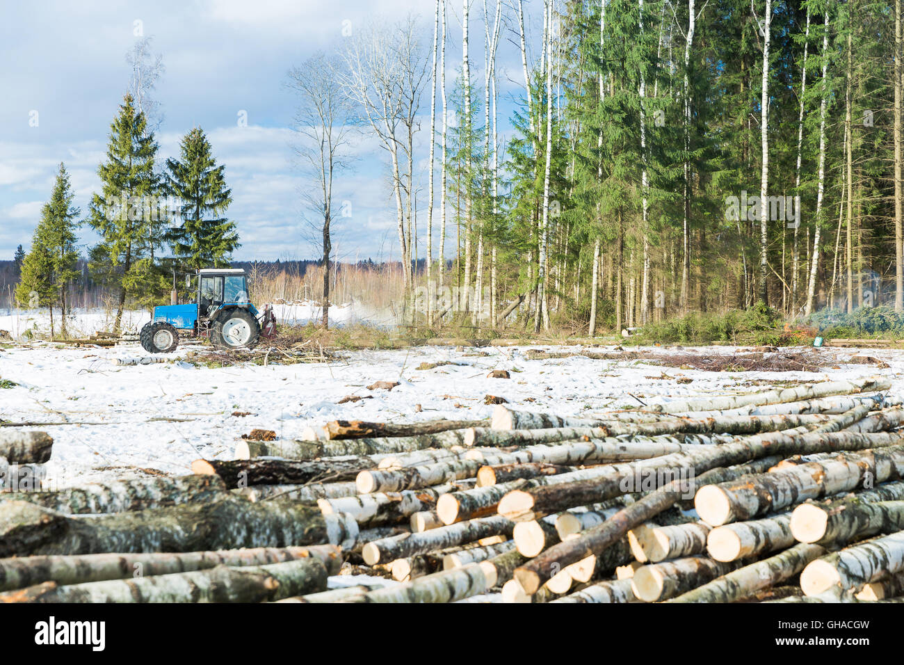 Cutting down trees in the forest Stock Photo - Alamy