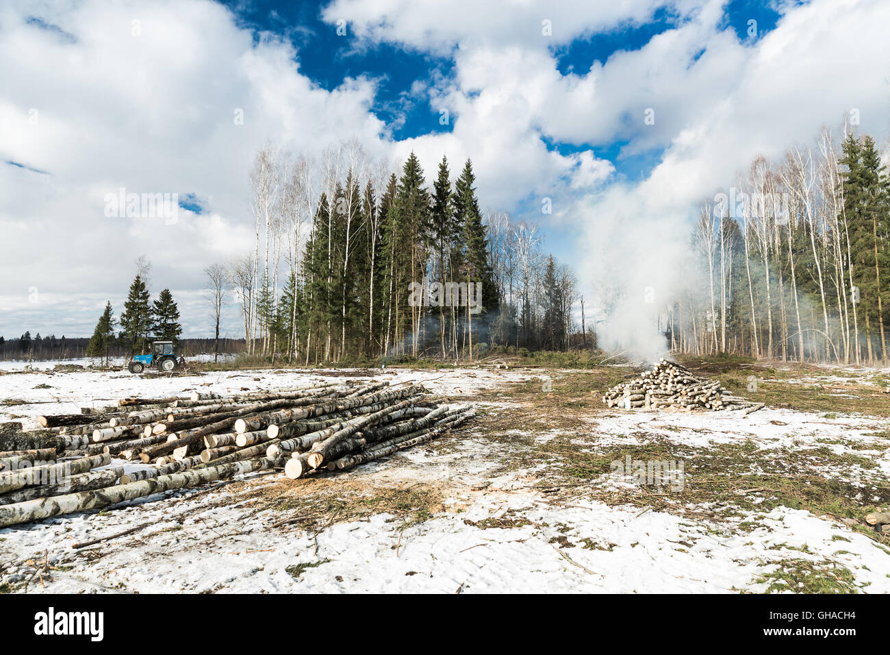 Cutting down trees in forest hi-res stock photography and images - Alamy