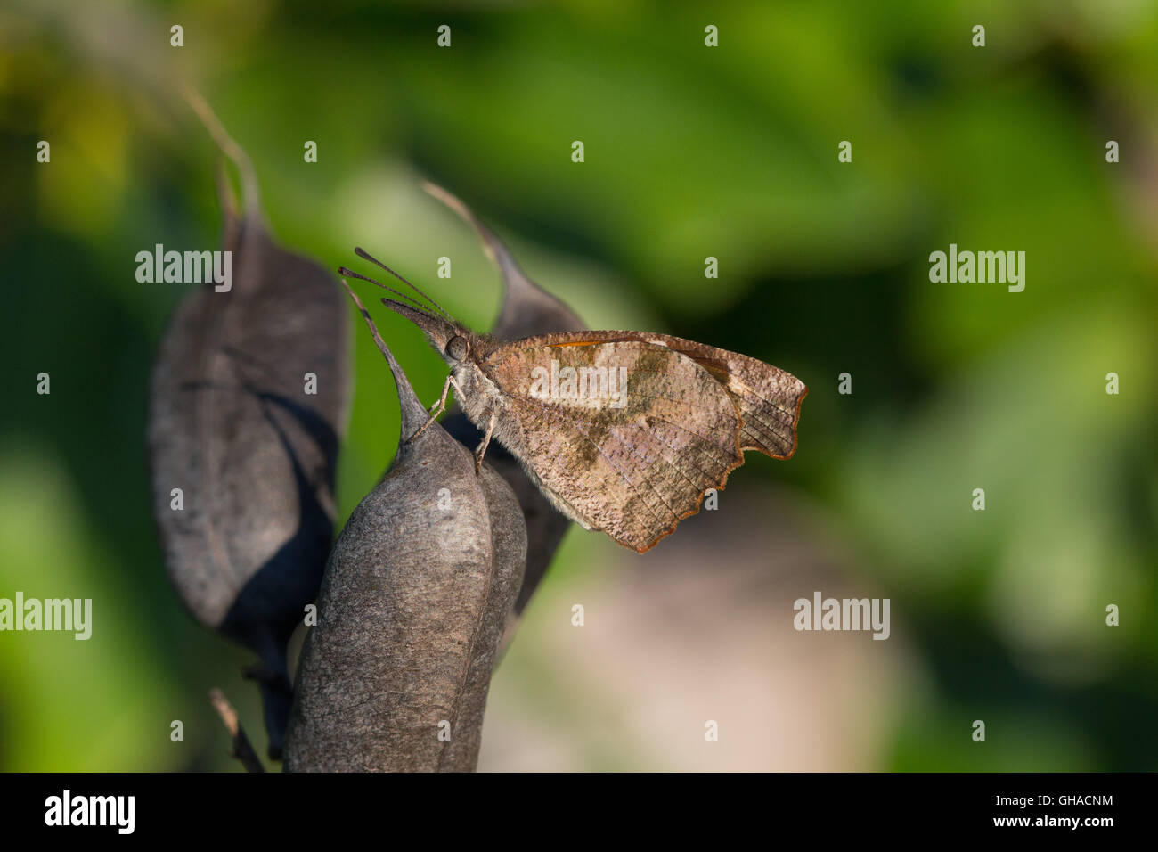 Butterfly on seed pod hi-res stock photography and images - Alamy