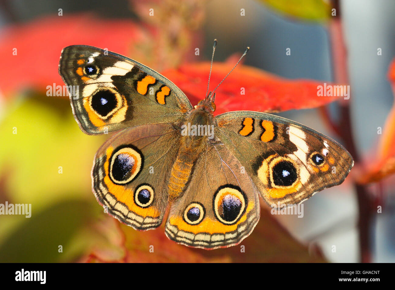 A Common Buckeye butterfly (Junonia coenia) sitting on brightly colored ...