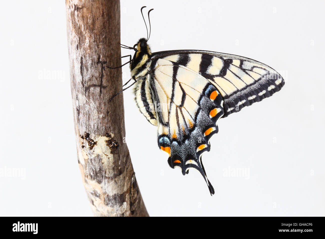A freshly emerged male Eastern Tiger Swallowtail butterfly (Papilio ...