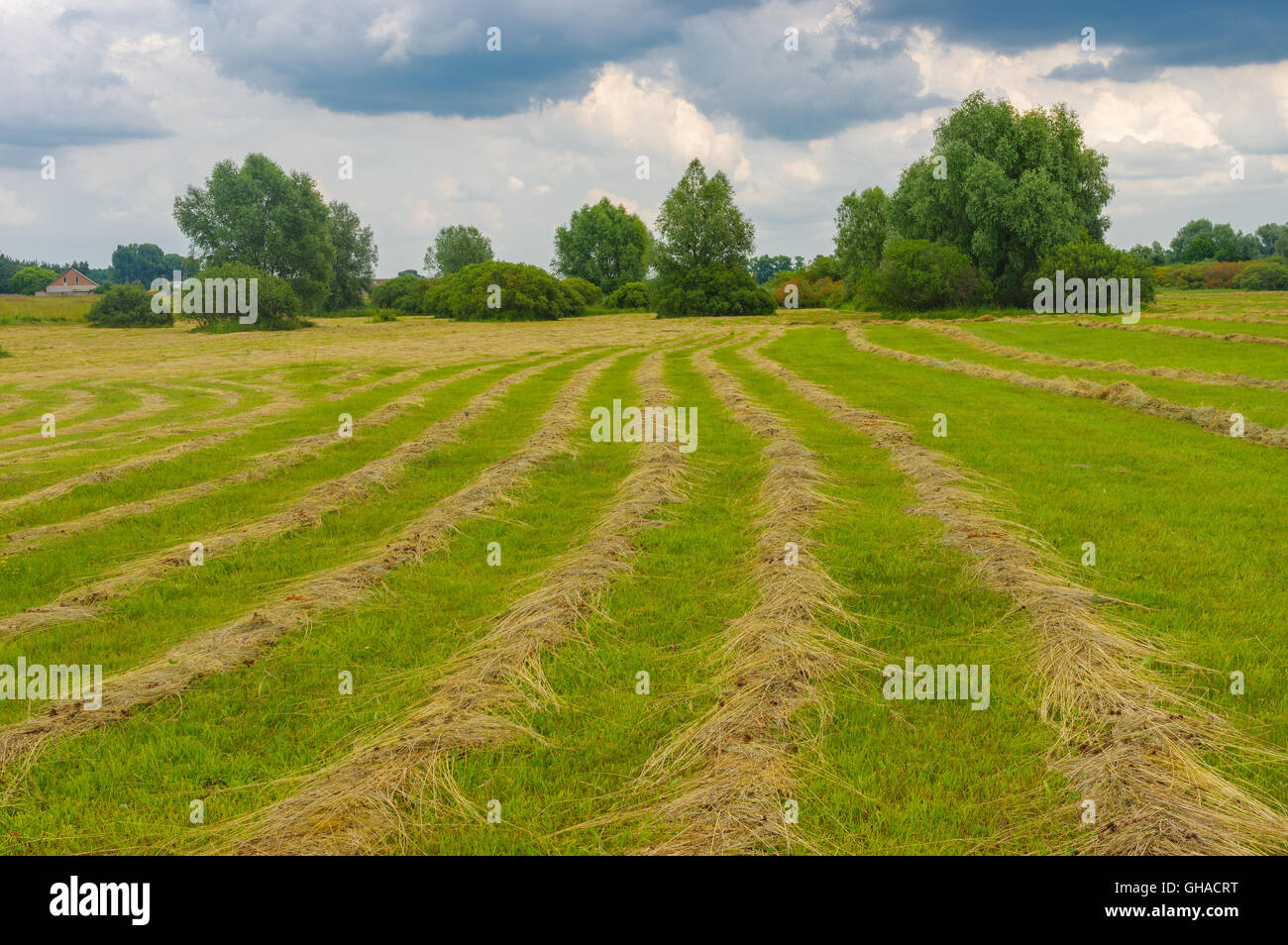 Mown hay hi-res stock photography and images - Alamy